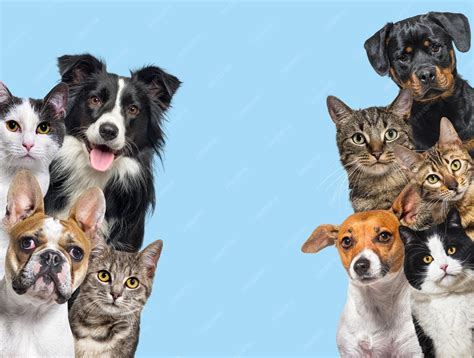Get Premium Pet Insurance Quotes - Digital License Hub
